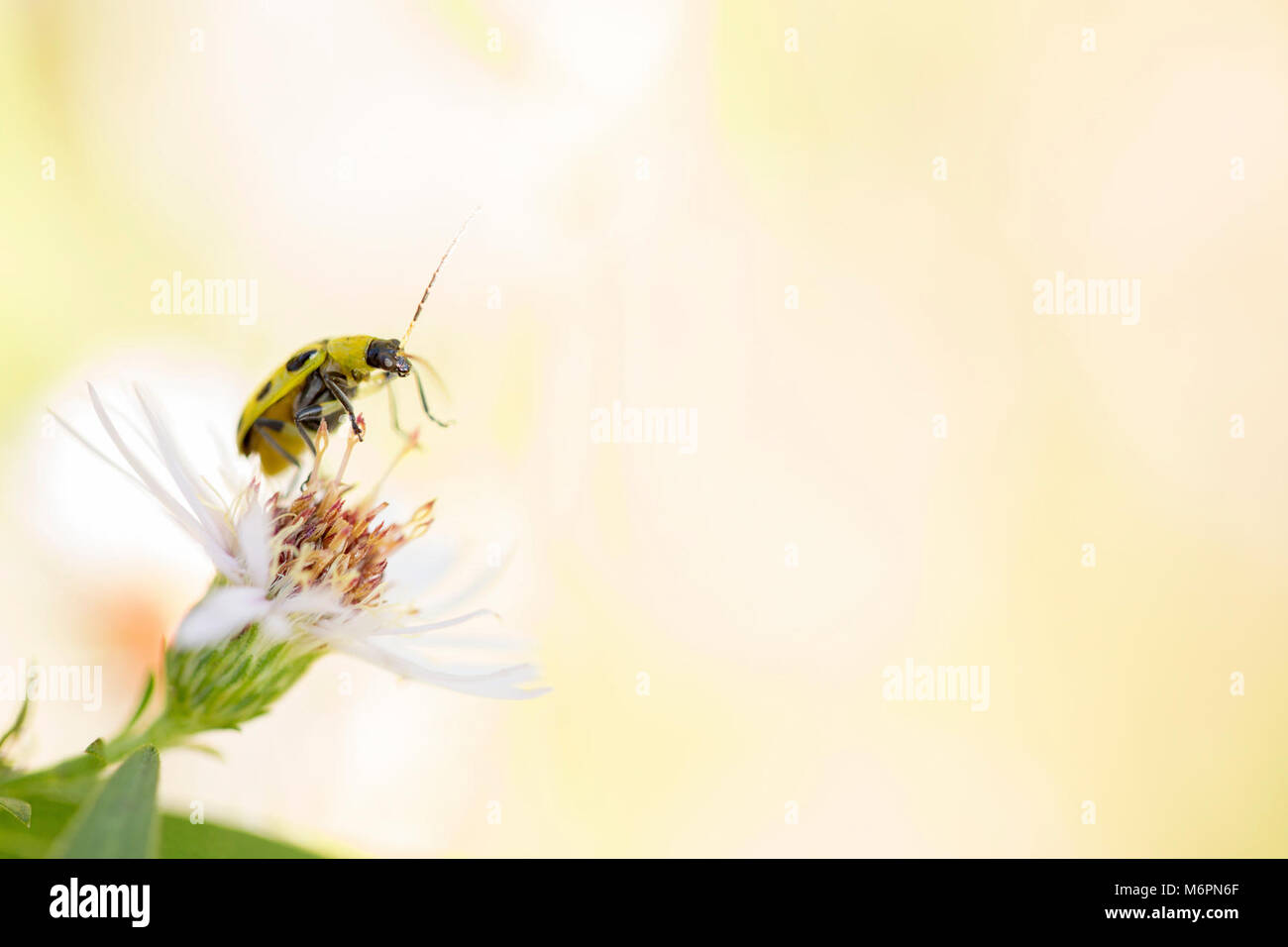 Cucumber Beetle Eating Pollen. The cucumber beetle (Diebratica ...