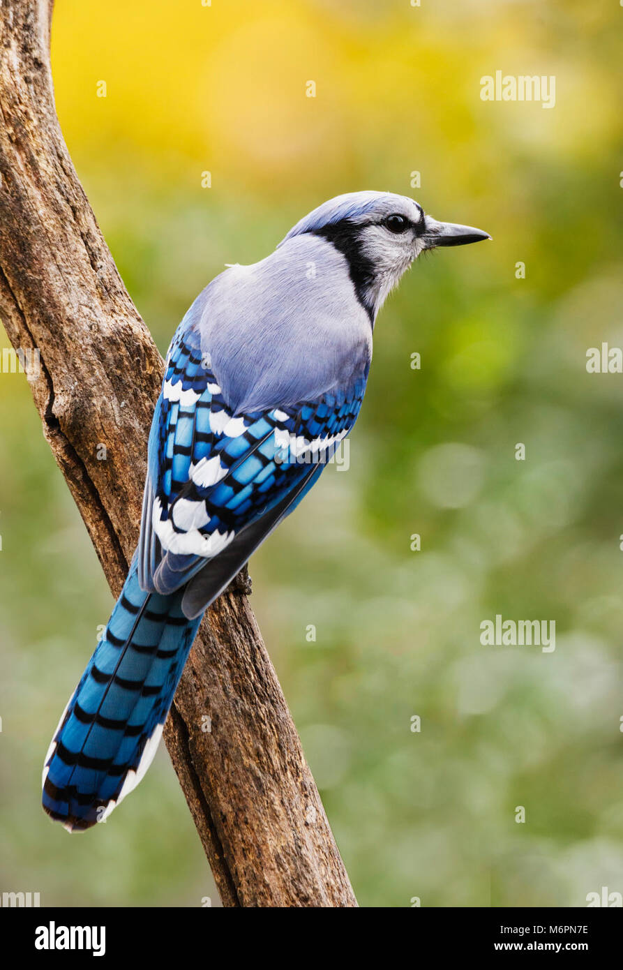 Blue in the Fall. Blue goes well with fall colors! (KOA8968 Stock Photo ...