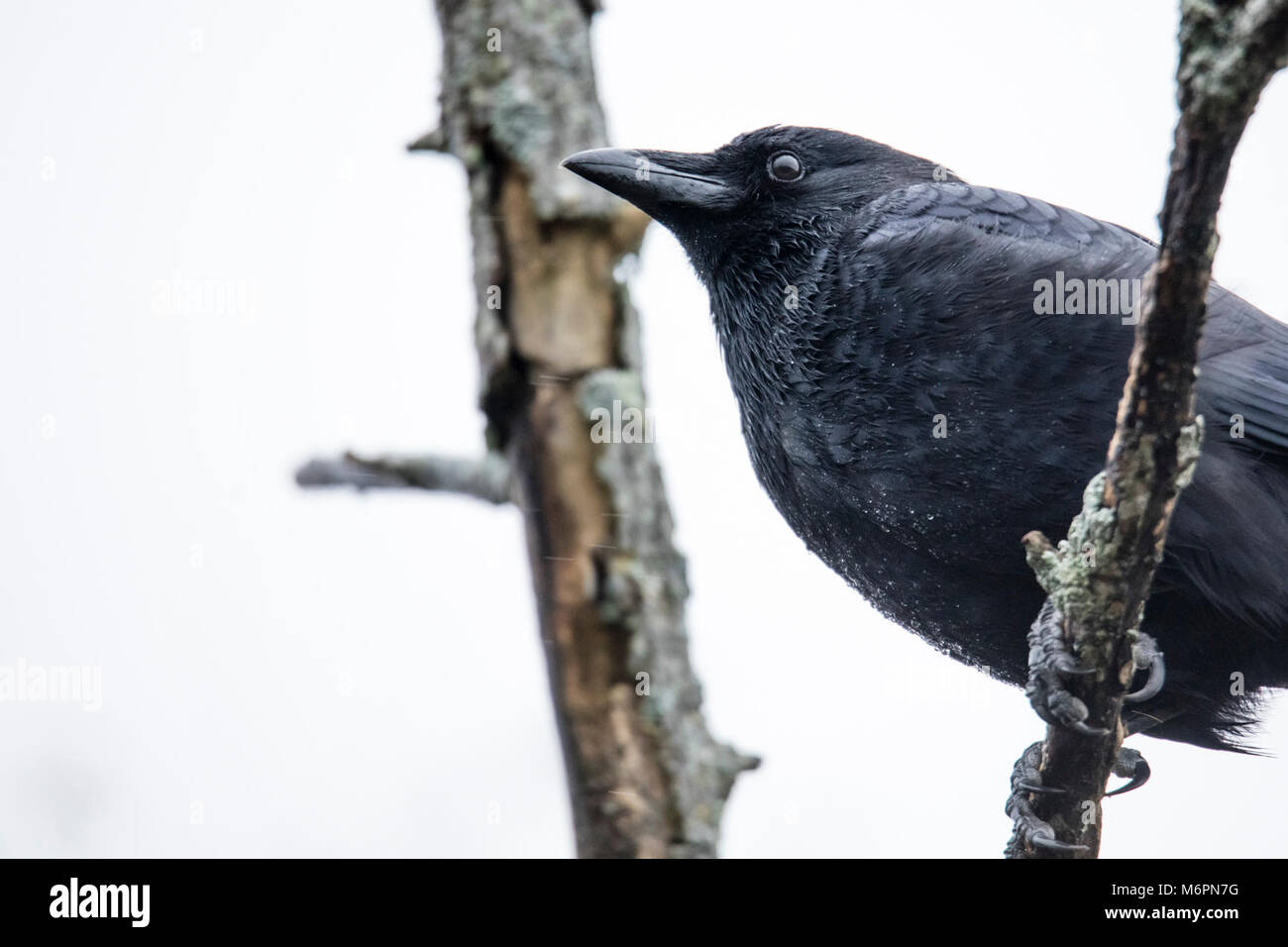 Crow in the Rain Stock Photo - Alamy