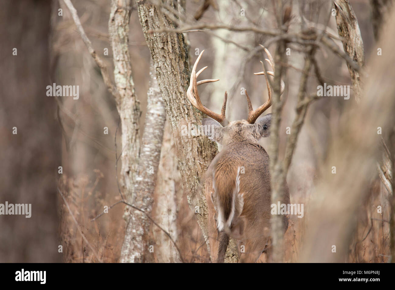 Snuck up hi-res stock photography and images - Alamy