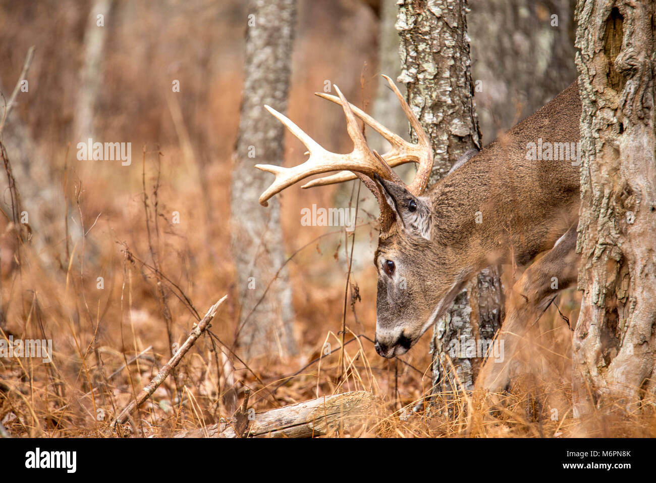 Buck in the Forest Stock Photo - Alamy