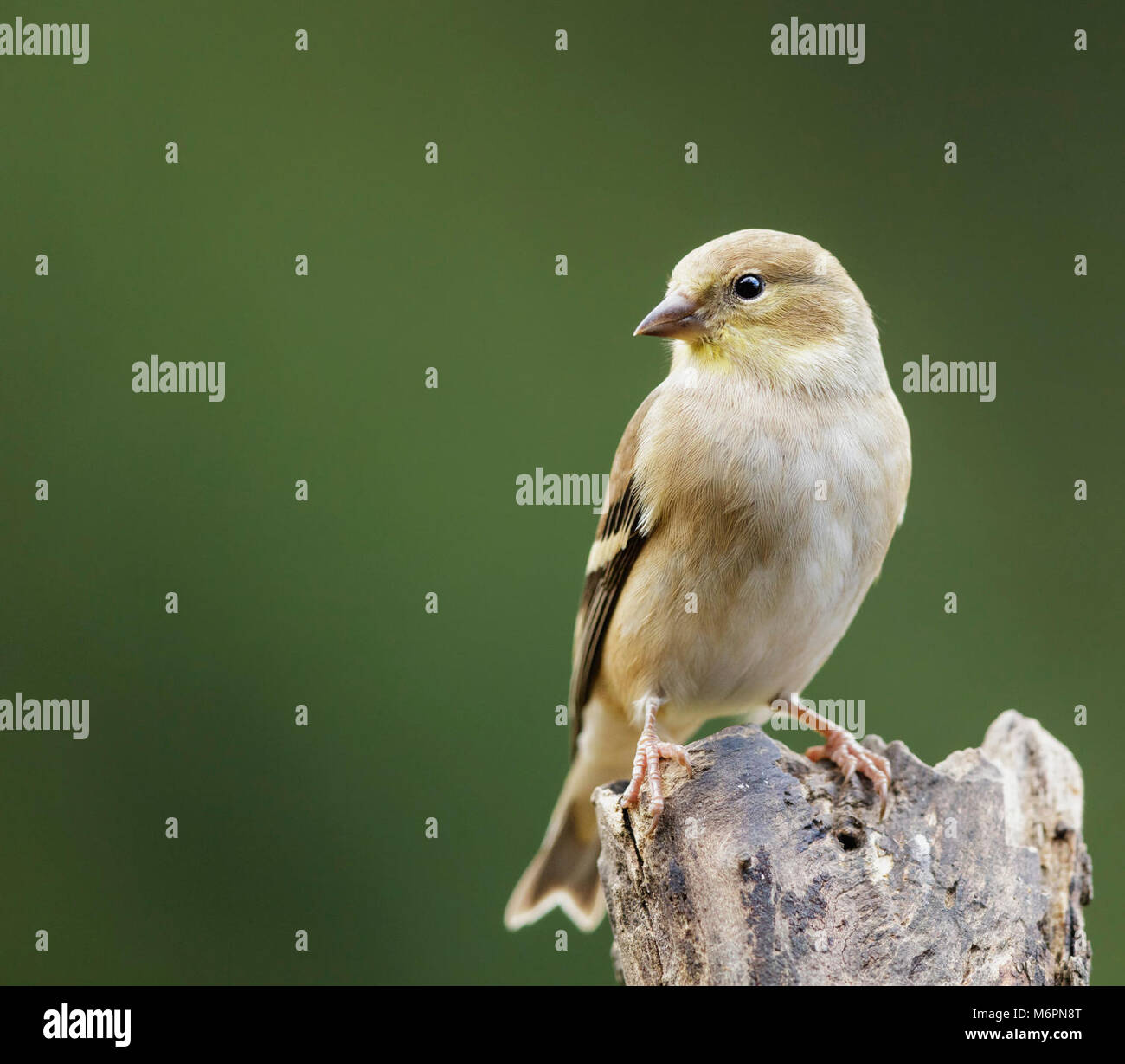 American goldfinches winter hi-res stock photography and images - Alamy
