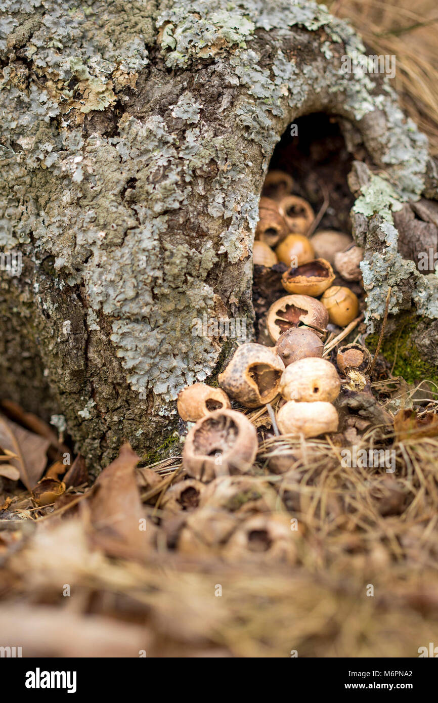 Acorn ridge hi-res stock photography and images - Alamy