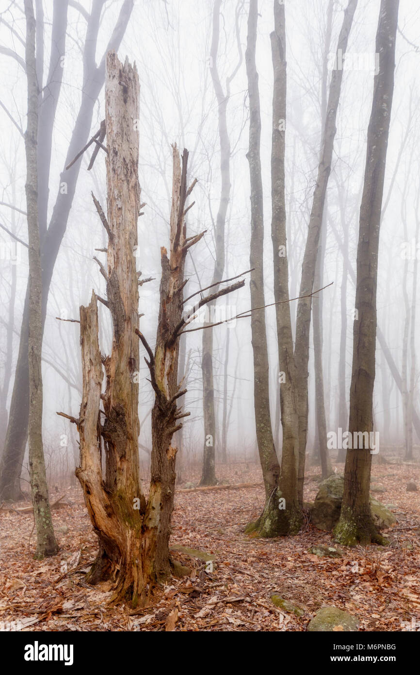Old Snag Near Corbin Cabin Stock Photo - Alamy