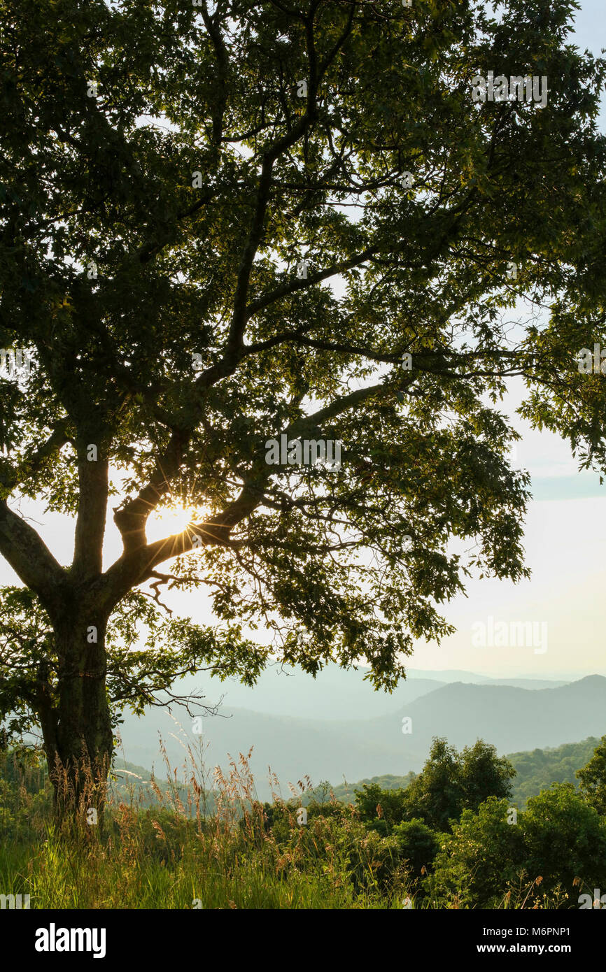Sunshine Through an Oak Tree. Summer sunrise through the oak tree at ...