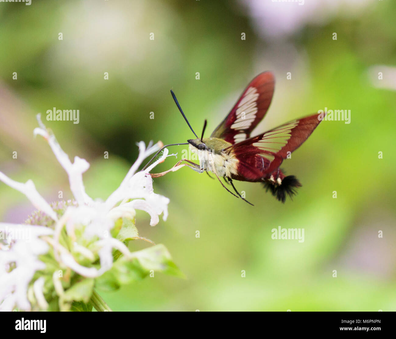 Hummingbird Clearwing Moth. Hemaris thysbe (A7A0120 Stock Photo - Alamy