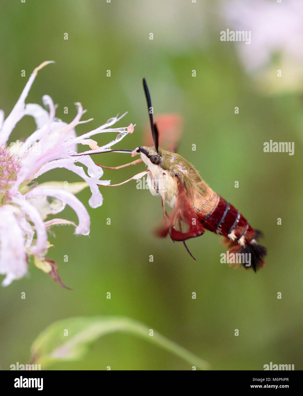 Hummingbird Clearwing Moth. Hemaris thysbe (A7A0149 Stock Photo - Alamy