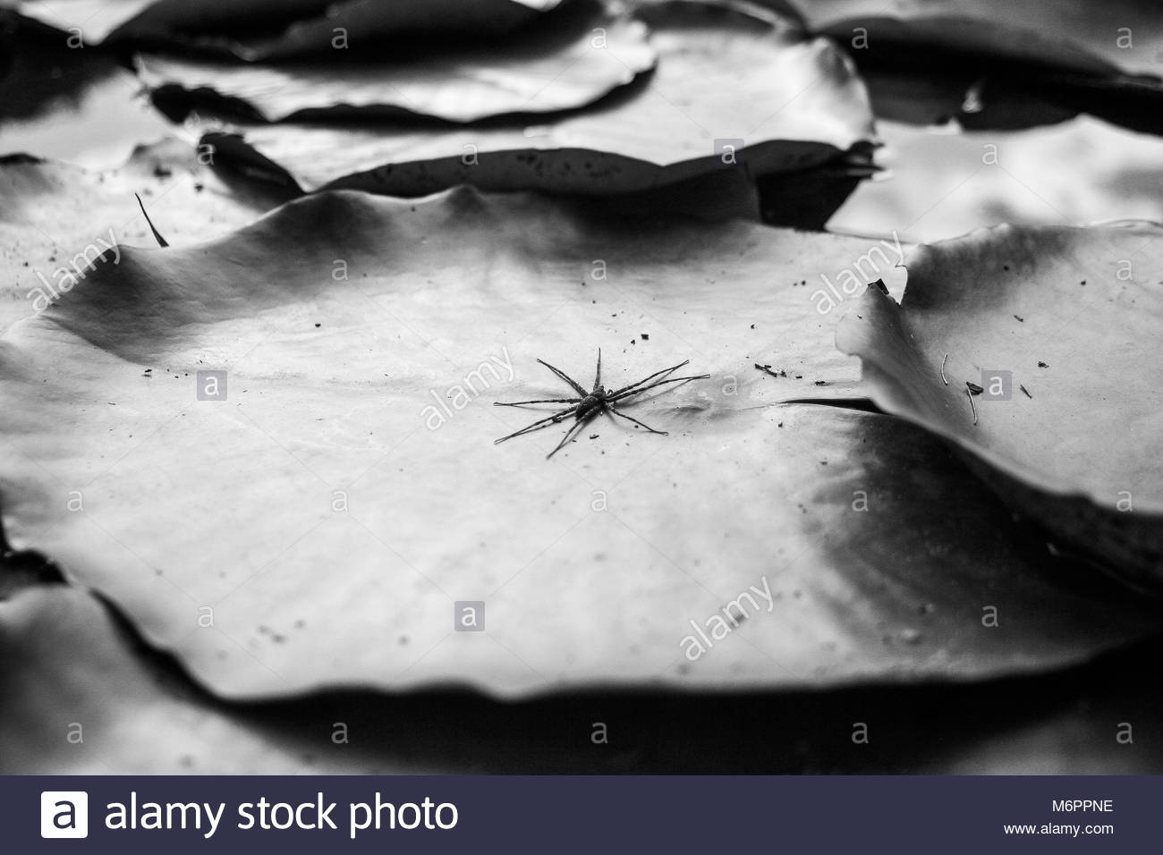 Floating Spider High Resolution Stock Photography and Images - Alamy