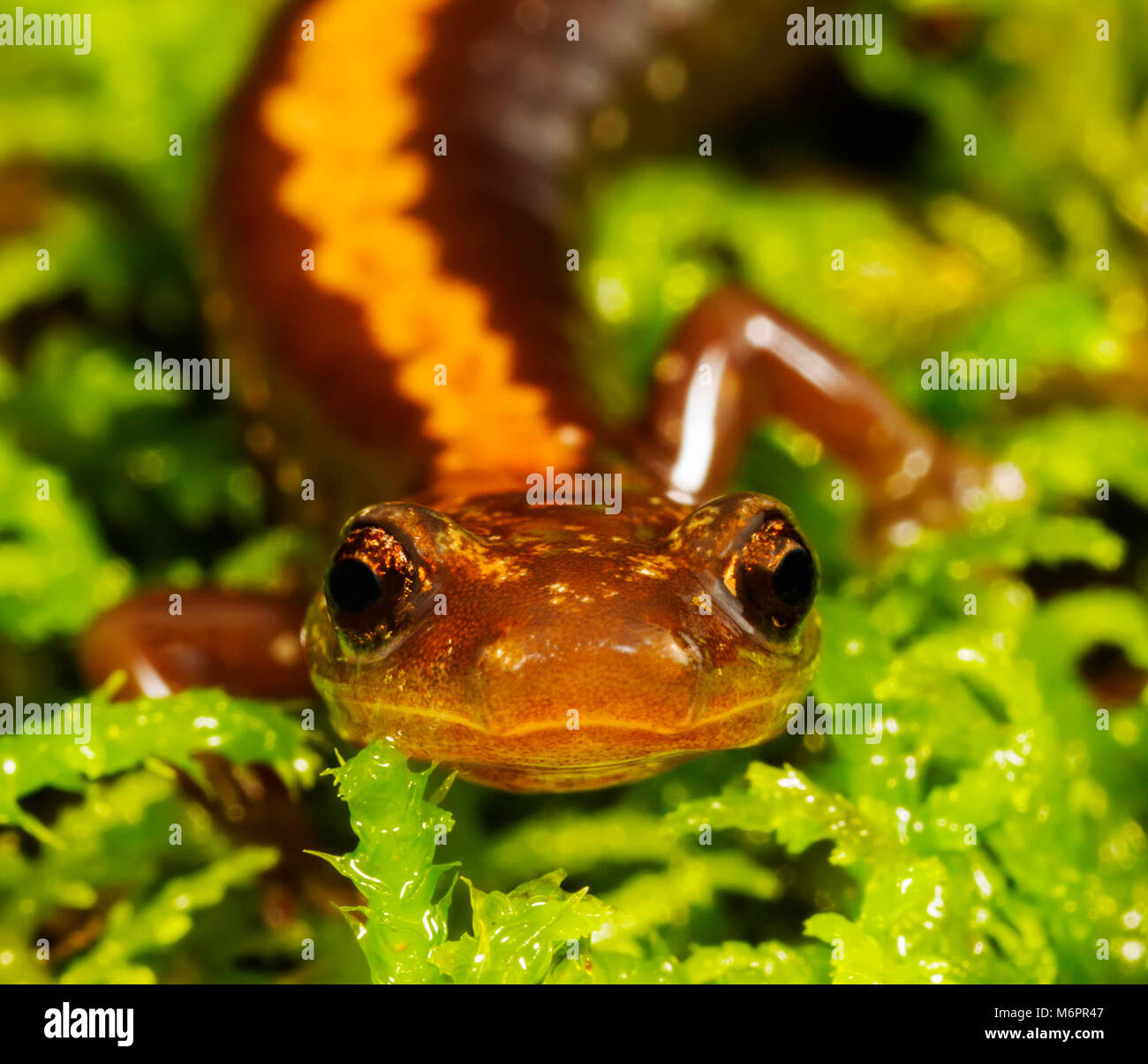 Endemic to shenandoah national park hi-res stock photography and images ...
