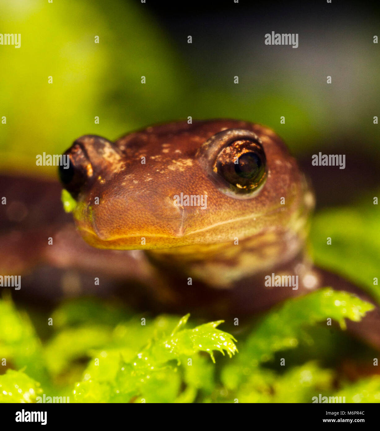 Endemic to shenandoah national park hi-res stock photography and images ...