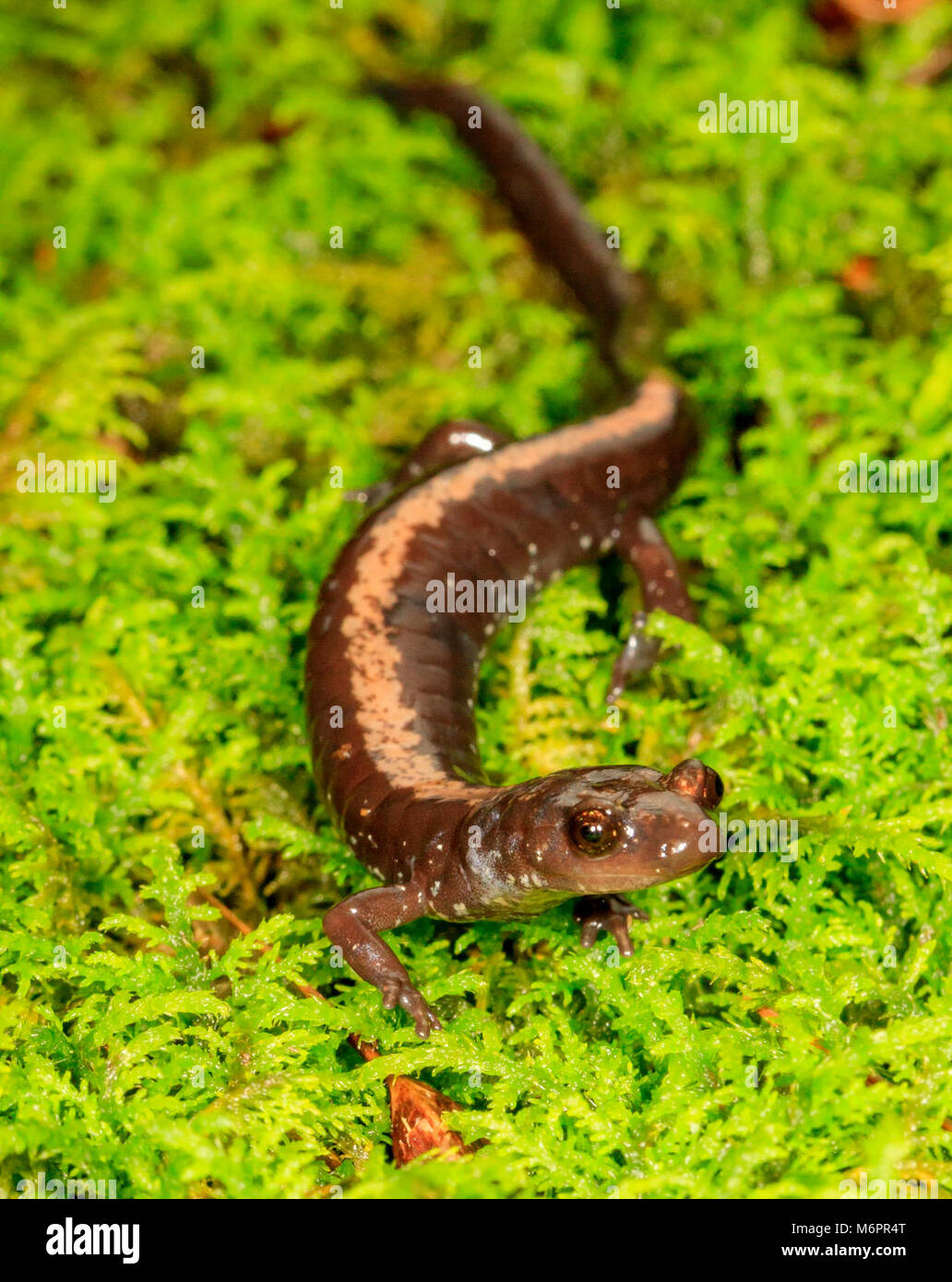 Endemic to shenandoah national park hi-res stock photography and images ...