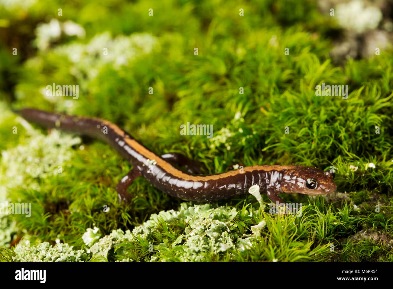 Shenandoah Park Animals High Resolution Stock Photography and Images ...
