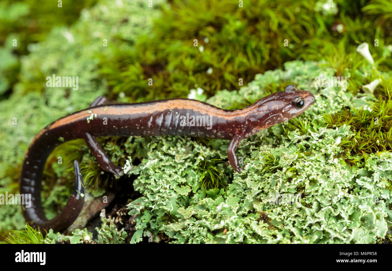 Endemic to shenandoah national park hi-res stock photography and images ...