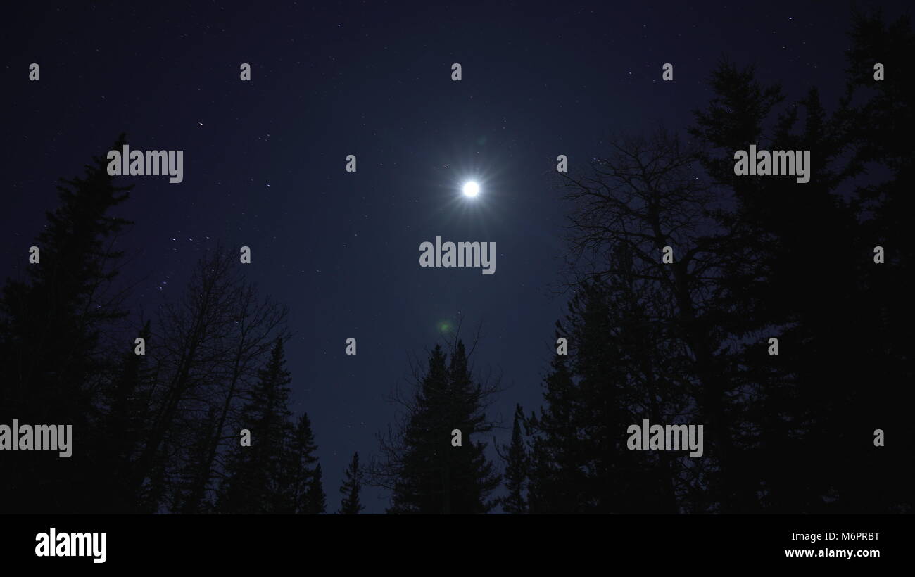 Moonlight through trees hi-res stock photography and images - Alamy