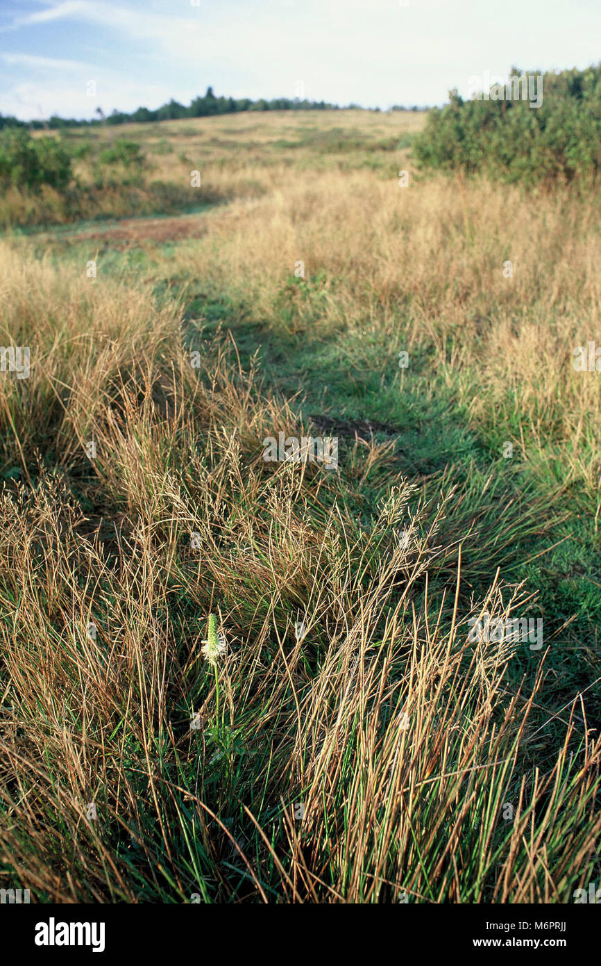 Deer path canada hi-res stock photography and images - Alamy