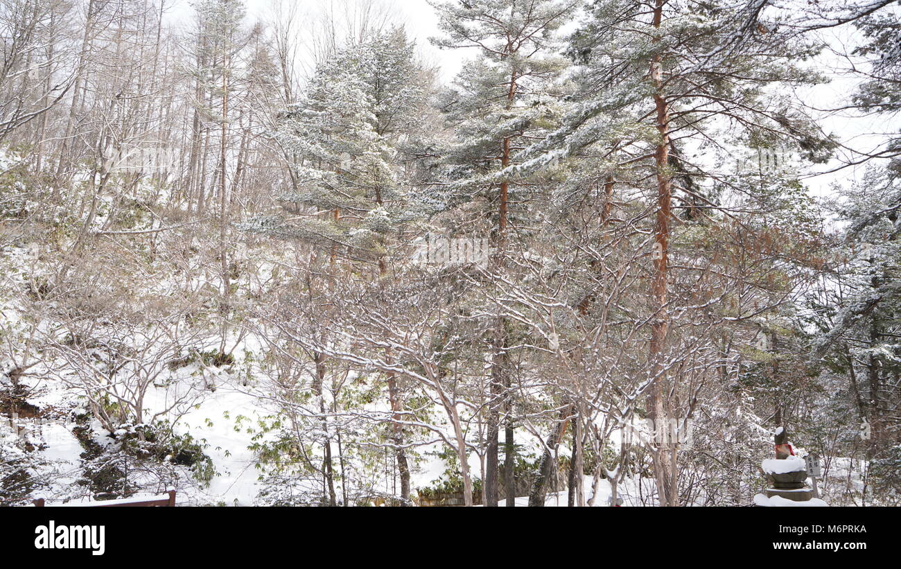 Winter in Japan , Snow in the Forest ,Onsen amount Snow Stock Photo - Alamy