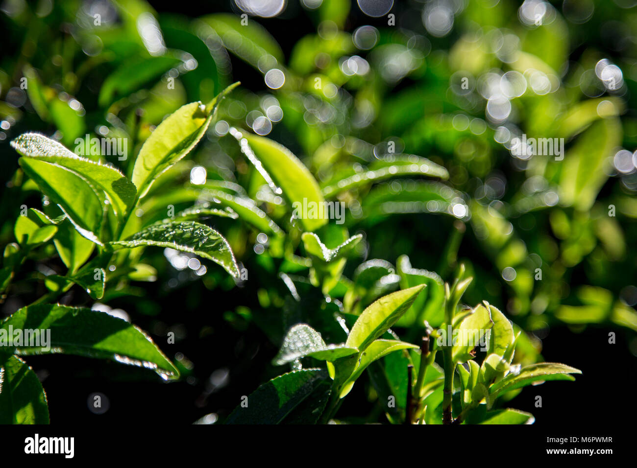 Green tea leaves in a tea plantation in morning. closeup green tea ...