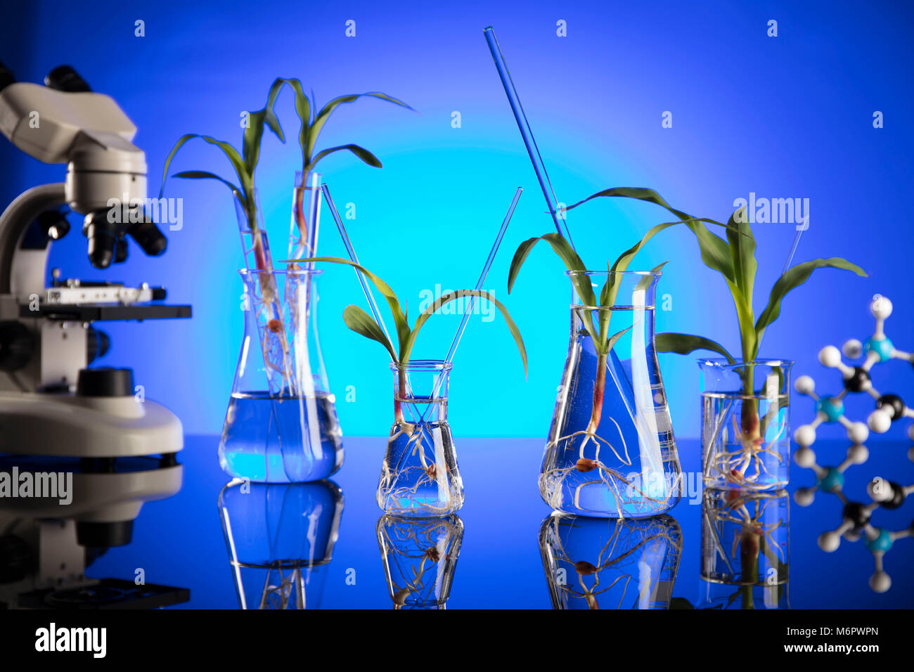 Plants in laboratory. Biotechnolgy concept. Blue background Stock Photo ...