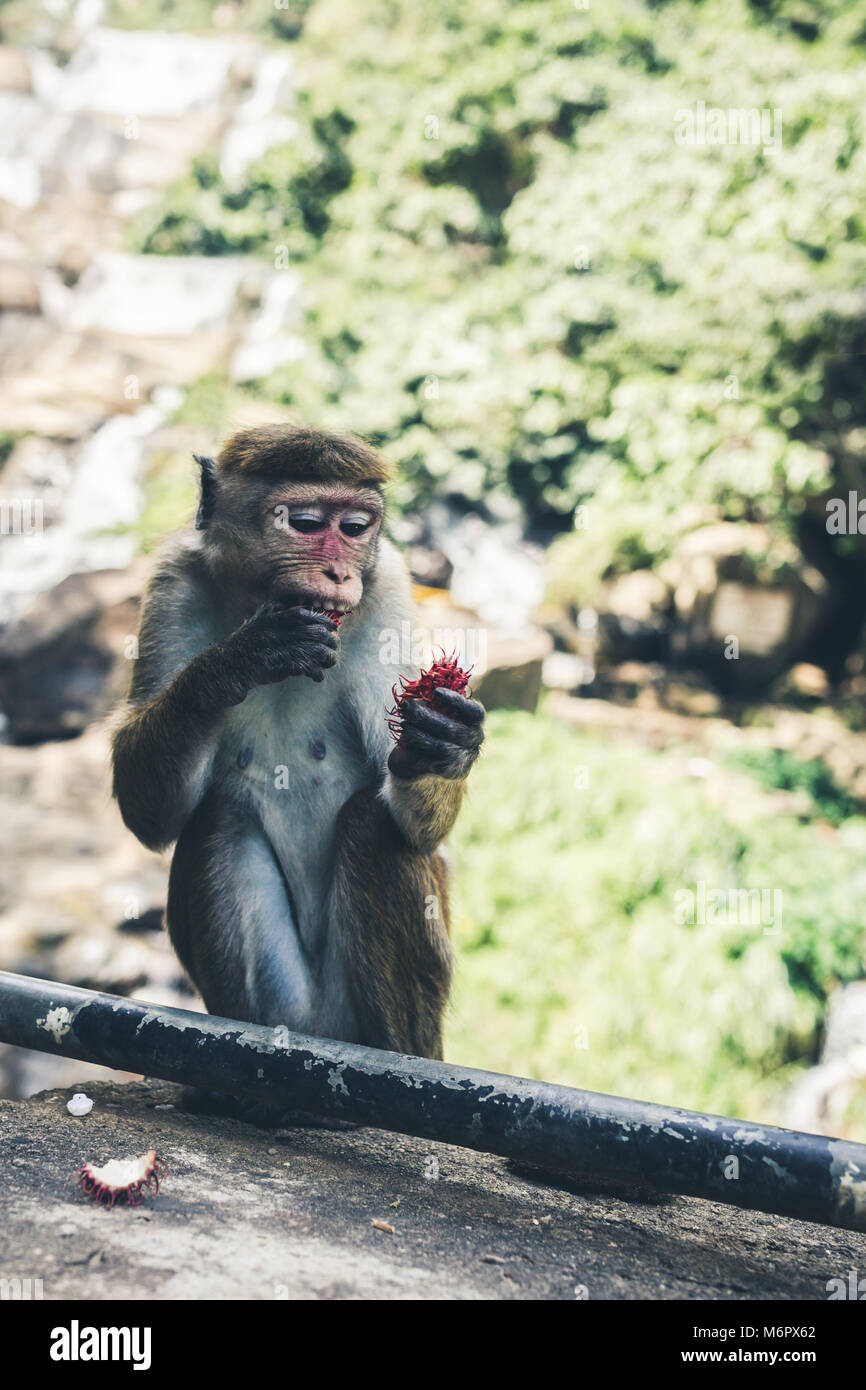 Monkey eating fruit against blurred green background Stock Photo - Alamy