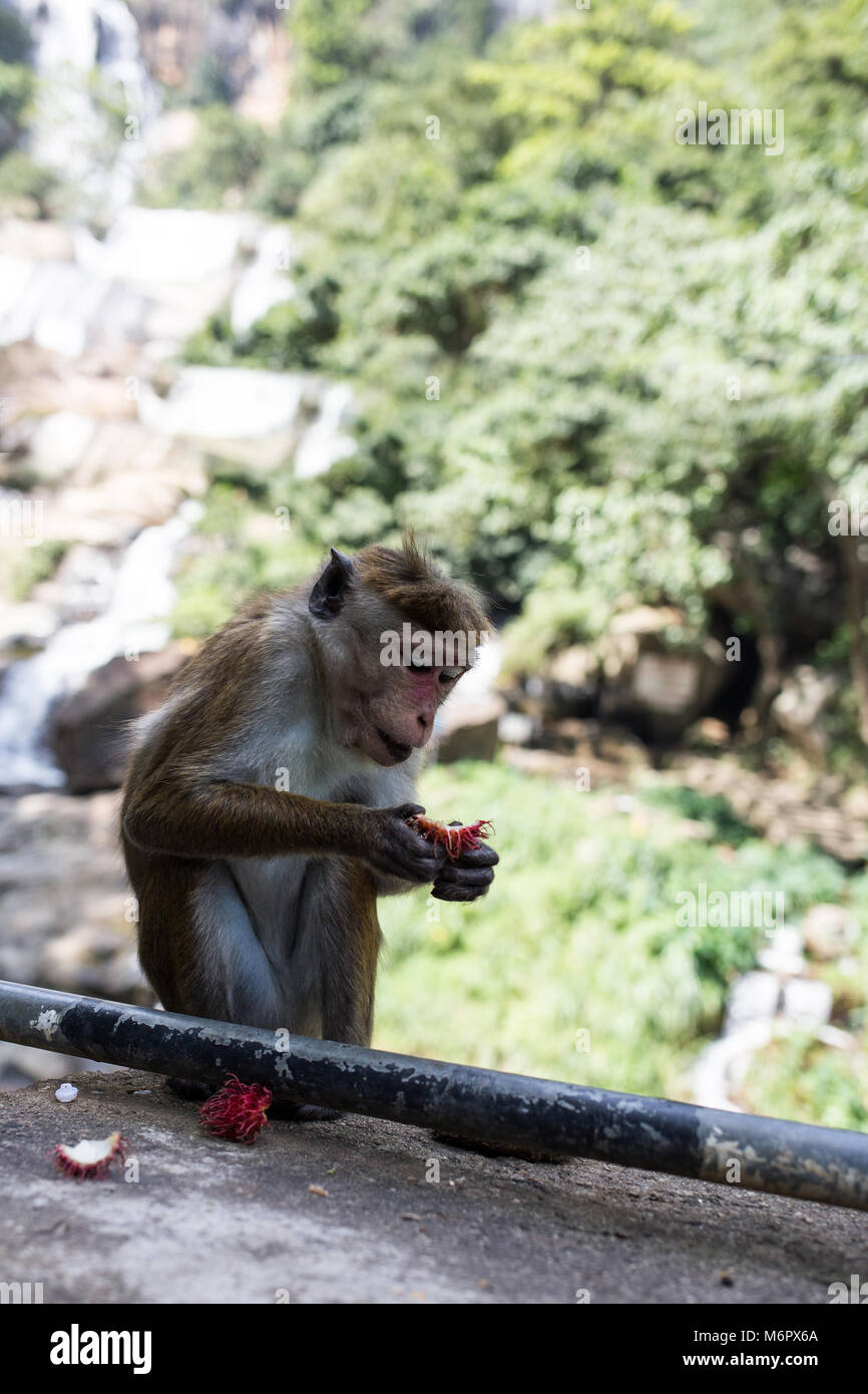 Monkey eating fruit against blurred green background Stock Photo - Alamy