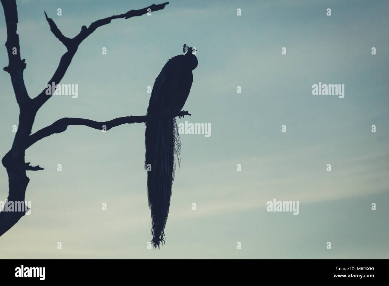 Peacock sitting on tree hi-res stock photography and images - Alamy