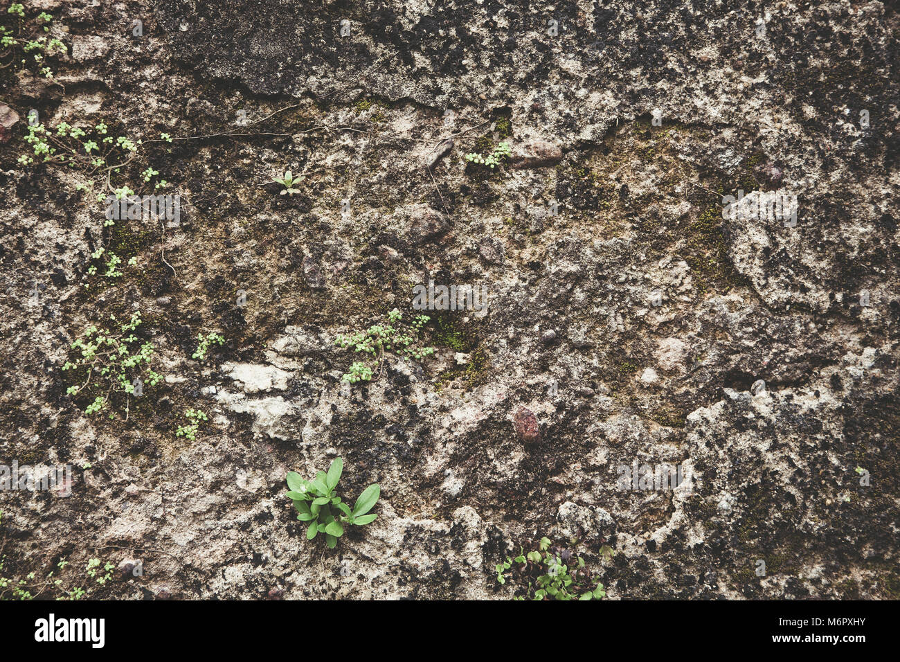 stone or rock background and texture, natural stone. (color toned image ...