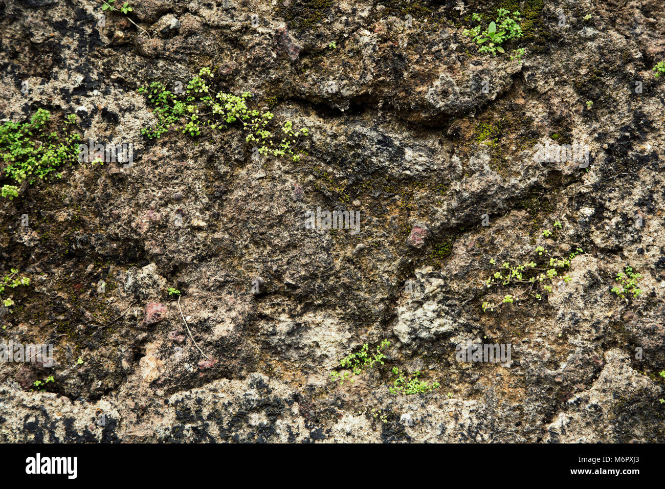 Warm toned flooring hi-res stock photography and images - Alamy