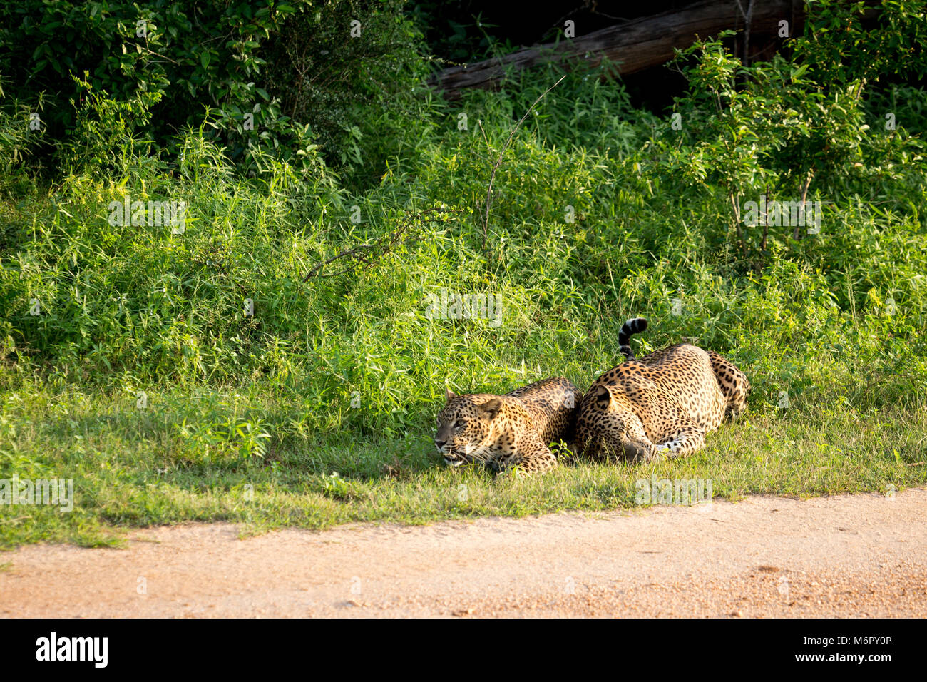 Wild african leopards. A leopard couple. Sri Lankan leopards, Panthera ...