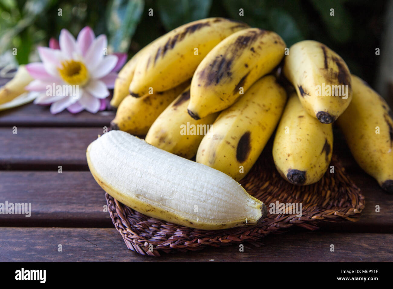Yellow cultivated banana, Raw Organic Yellow Baby Bananas in a Bunch ...