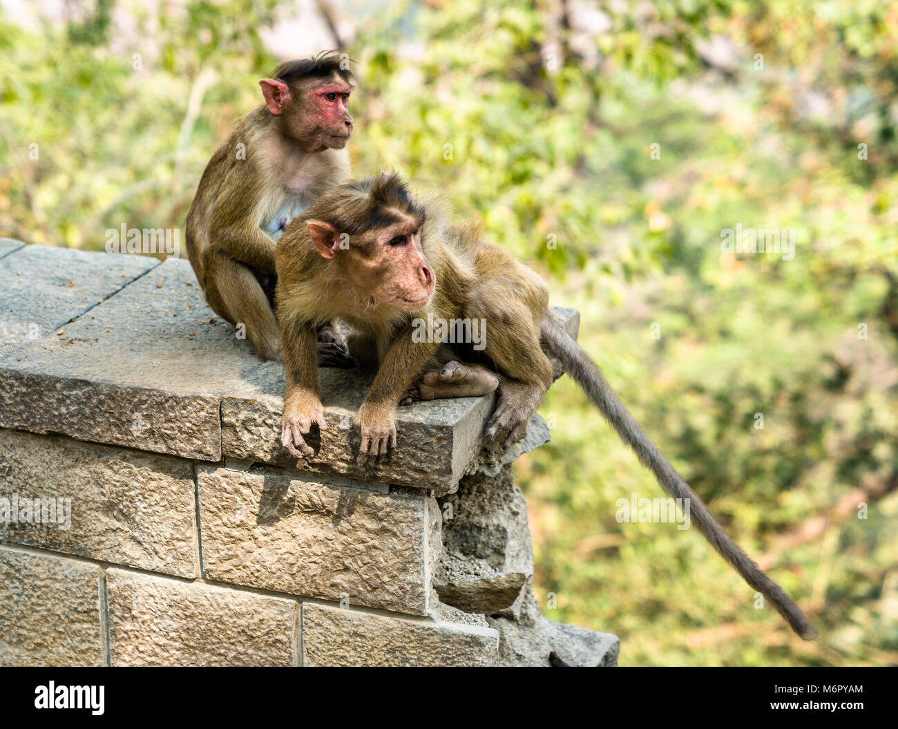 Heritage animal of india hi-res stock photography and images - Alamy