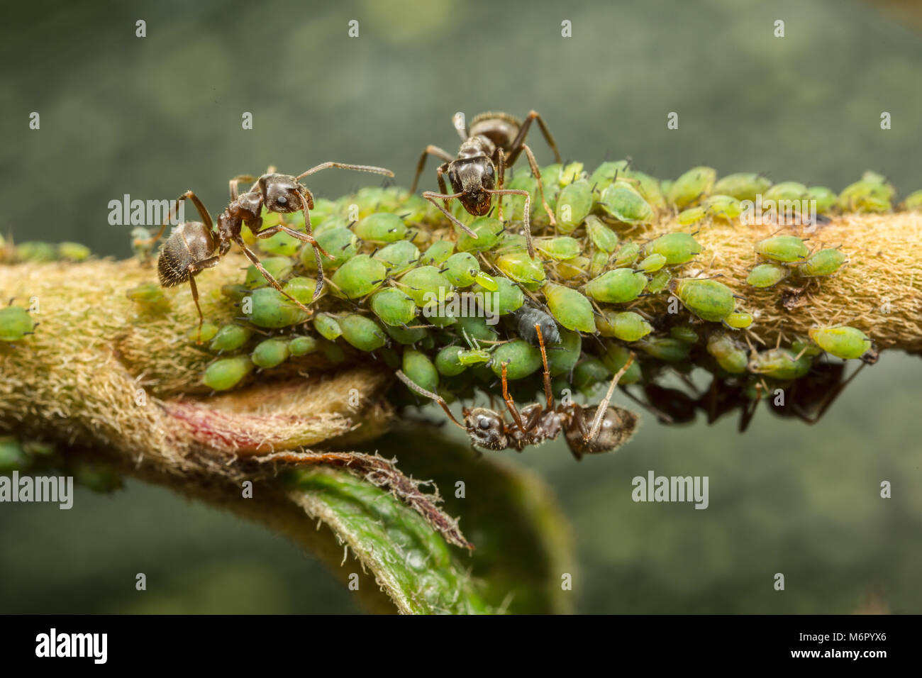 Ant aphid aphids greenfly hi-res stock photography and images - Alamy