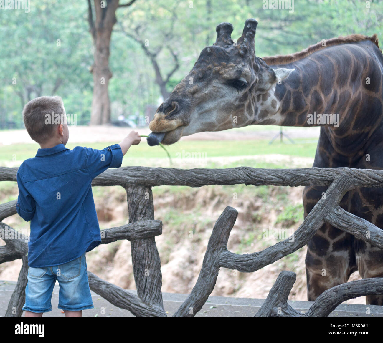 Little boy feeding giraffe in the zoo Stock Photo - Alamy