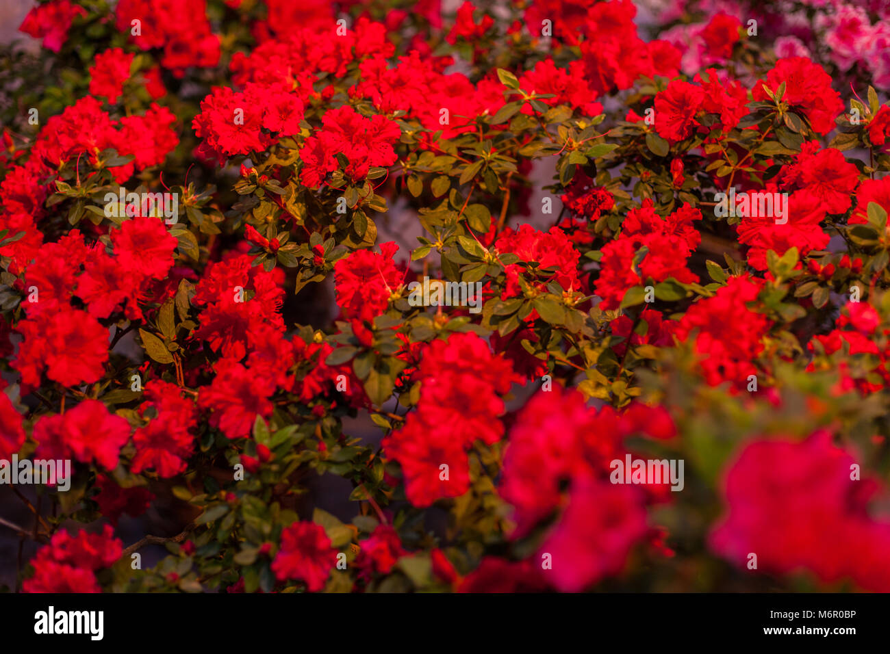 Many buds of beautiful red flowers for decoration Stock Photo - Alamy