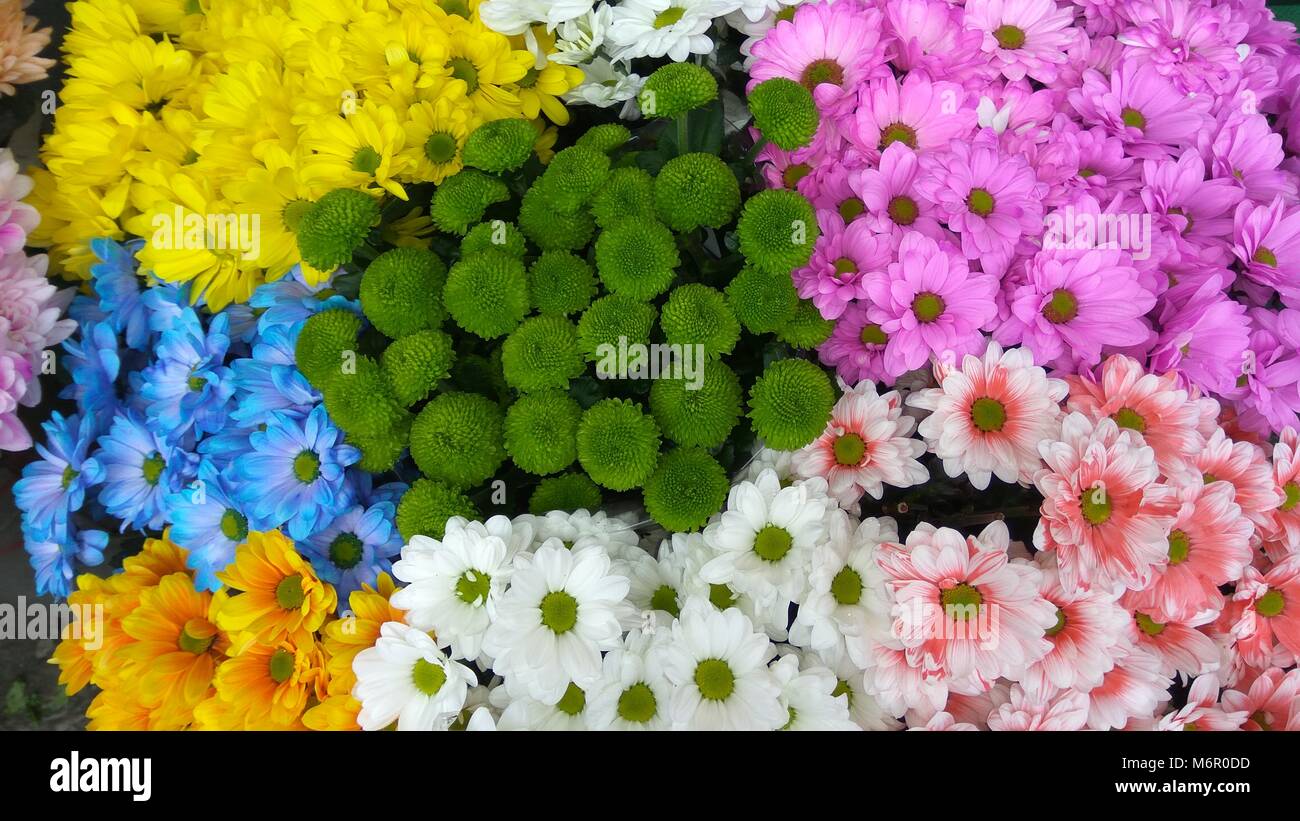 Many multi-colored beautiful buds of chrysanthemums close up Stock ...