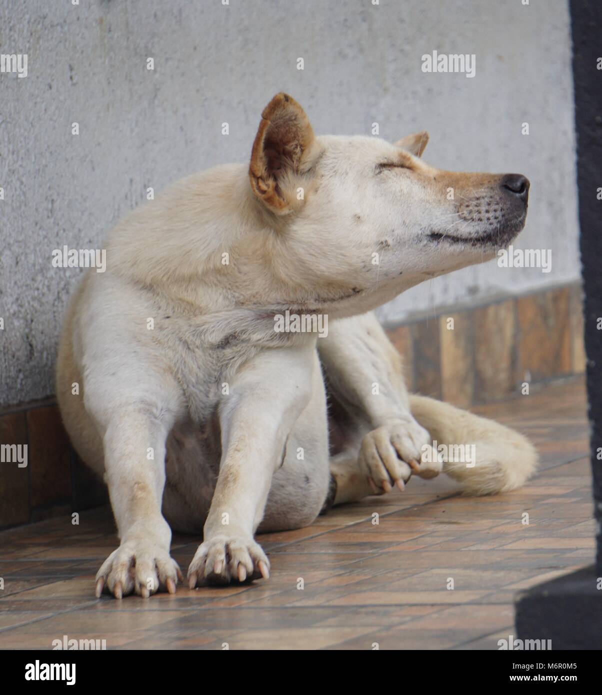 Dog scratching house hi-res stock photography and images - Alamy