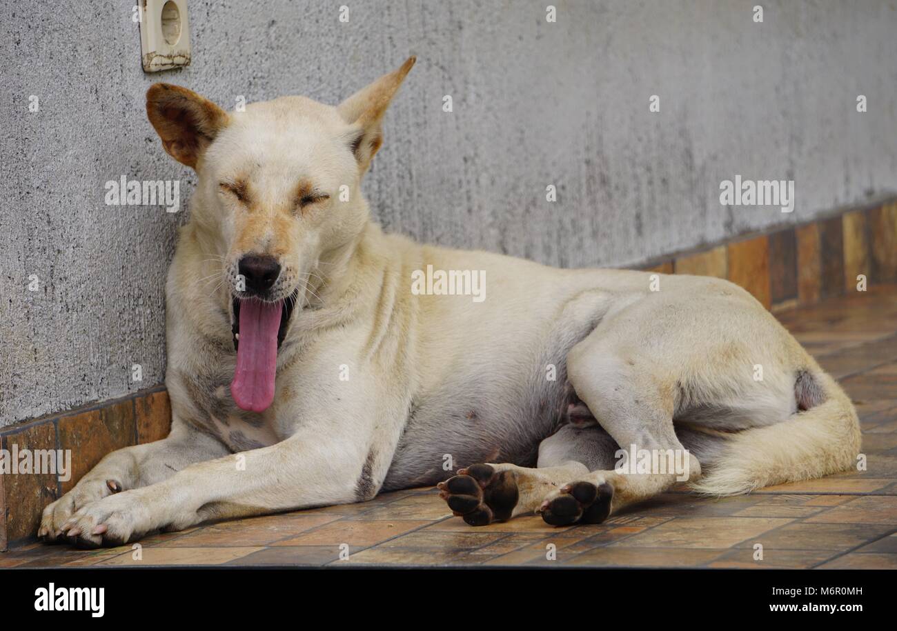 Yawning Large High Resolution Stock Photography and Images - Alamy