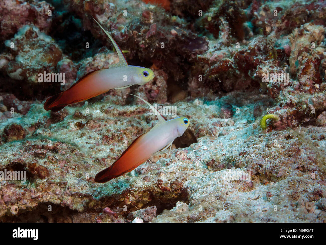 Fire Goby (Nemateleotris magnifica). Picture was taken in the Celebes ...