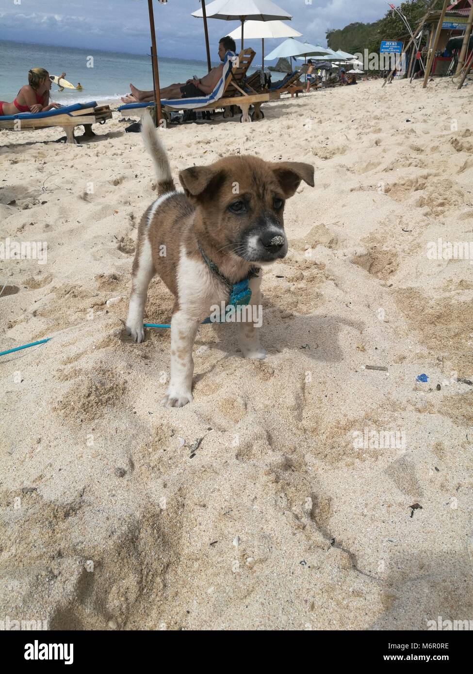 Little puppy dog playing on the beach with sand on its nose Stock Photo ...