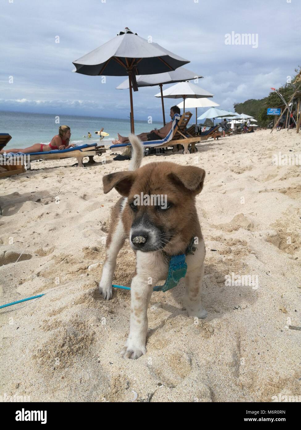 Little puppy dog playing on the beach with sand on its nose Stock Photo ...