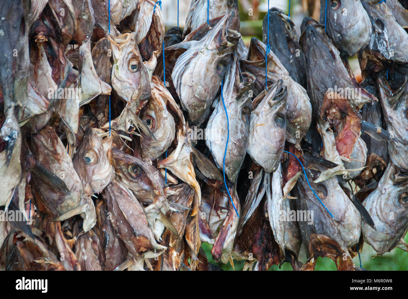 Fish drying on wooden racks Iceland Stock Photo - Alamy