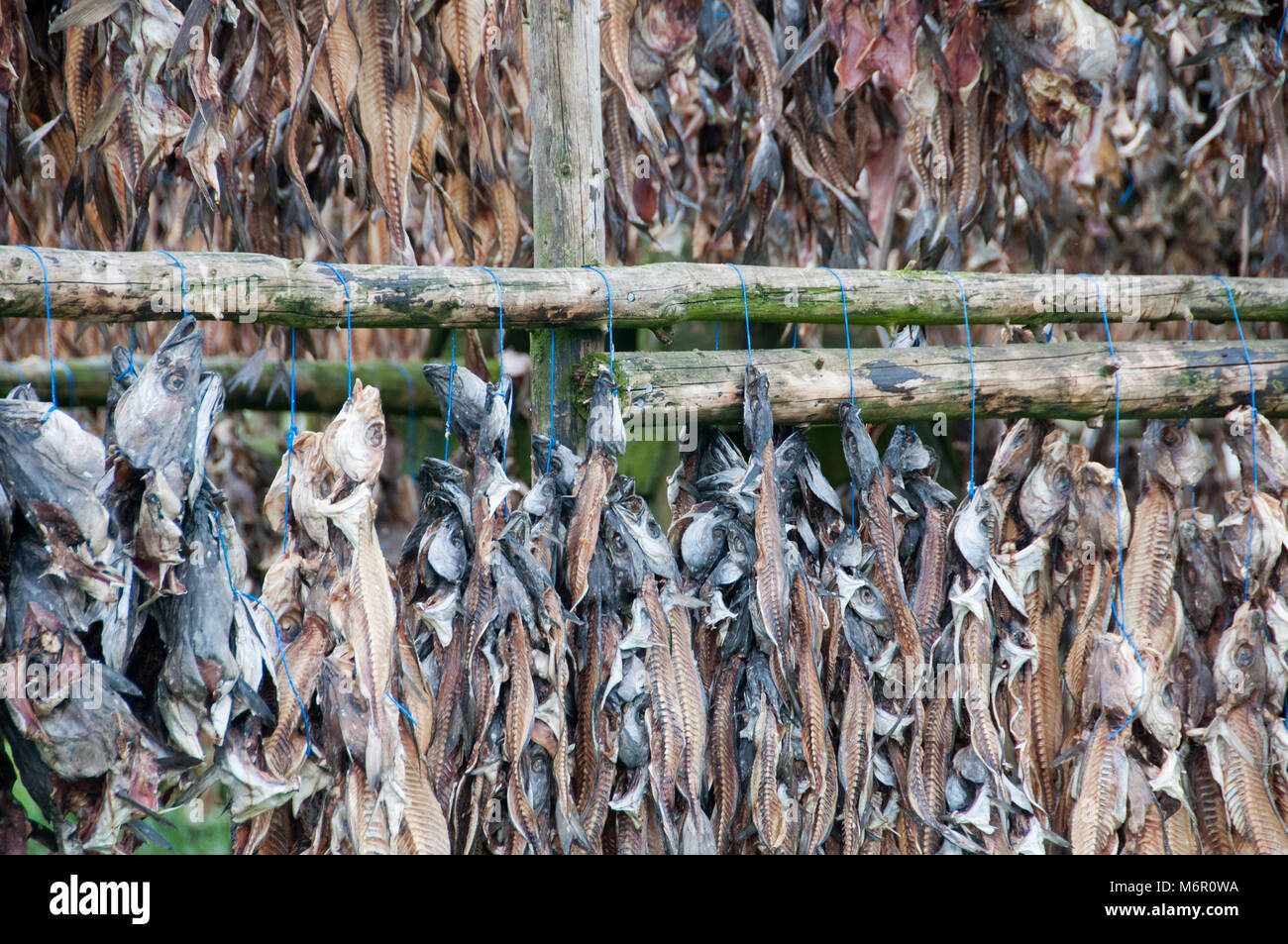 Fish drying on frame hi-res stock photography and images - Alamy