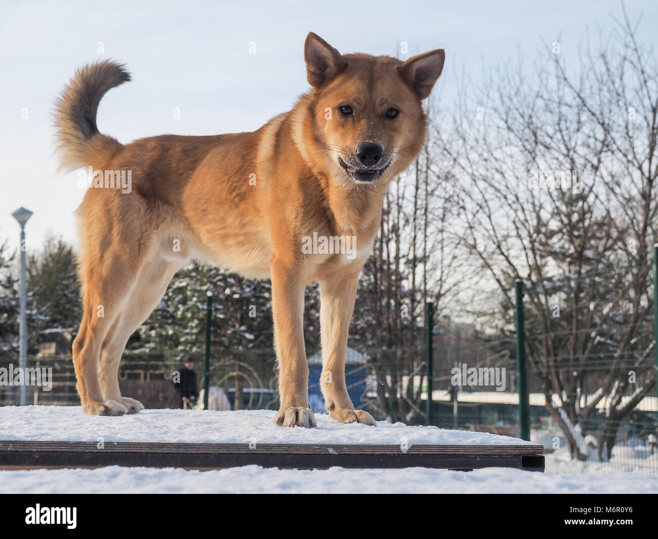 A portrait of big red dog. Animal on a lofty platform Stock Photo - Alamy