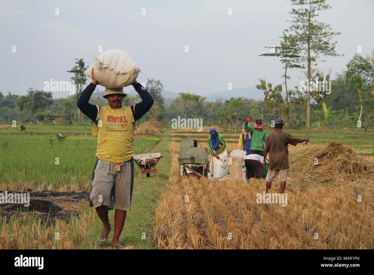 Indonesian Farmer carrying bag on head in Rice Field in East Java ...