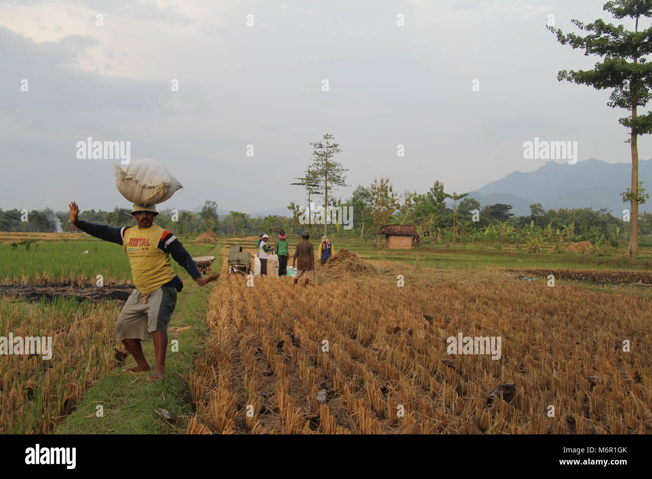 Indonesian Farmer High Resolution Stock Photography and Images - Alamy