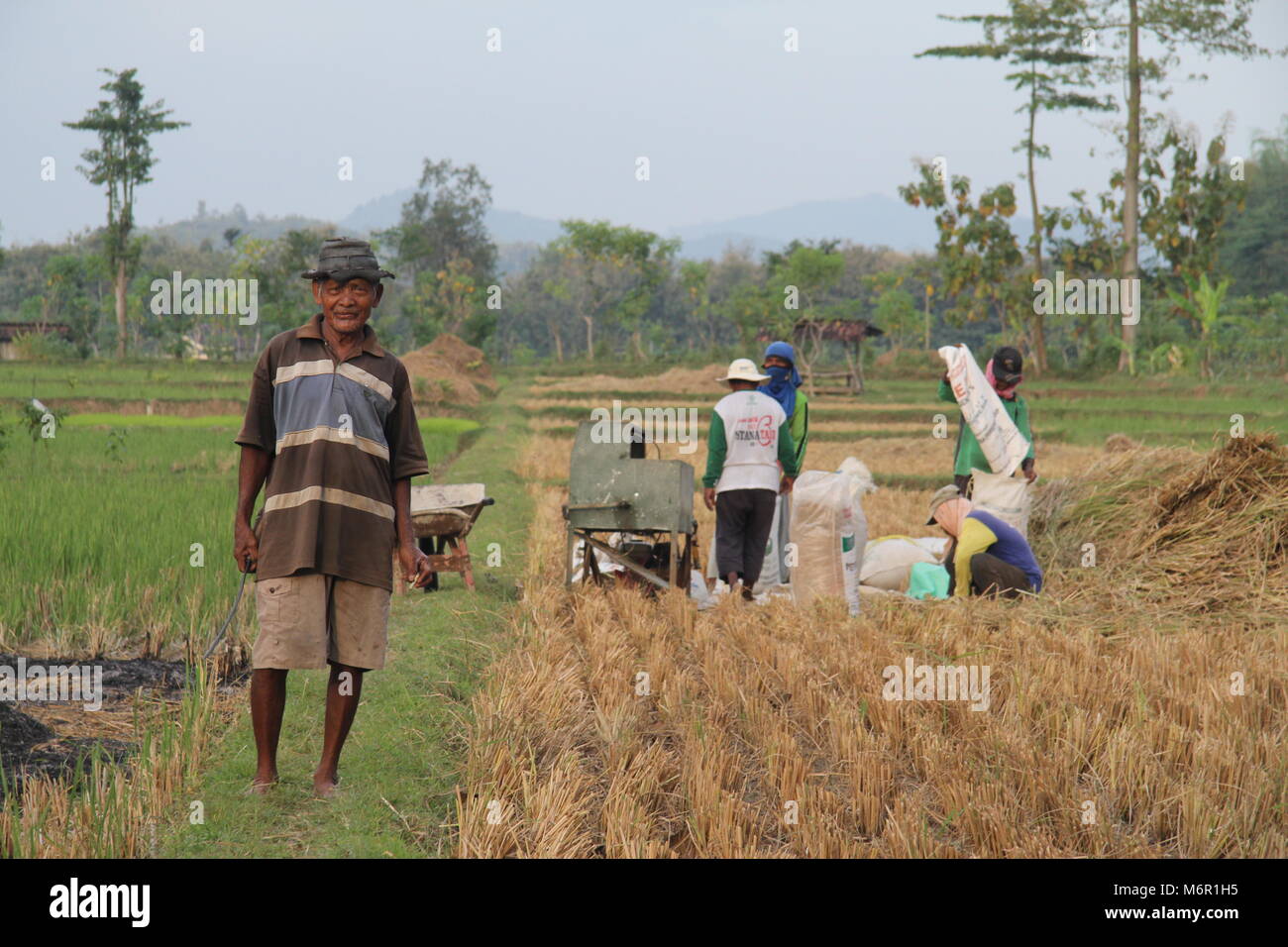 Farmer in rice field hi-res stock photography and images - Alamy