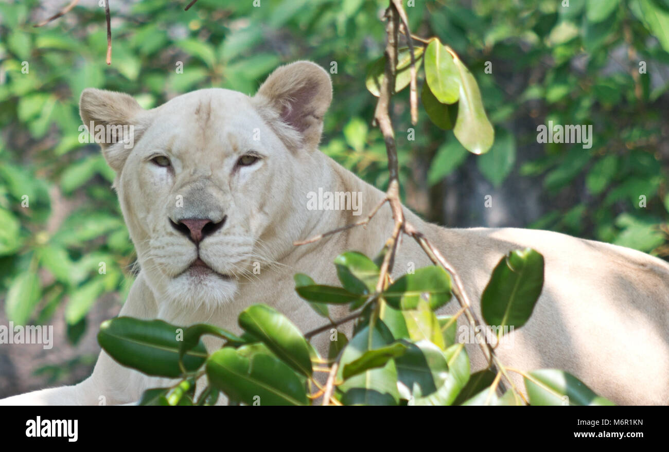 White lioness hi-res stock photography and images - Alamy