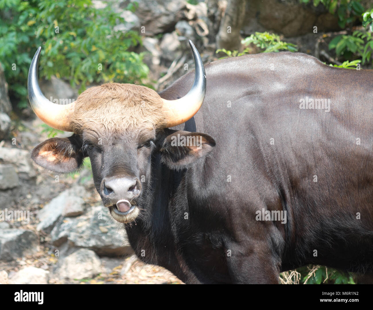 South american water buffalo hi-res stock photography and images - Alamy
