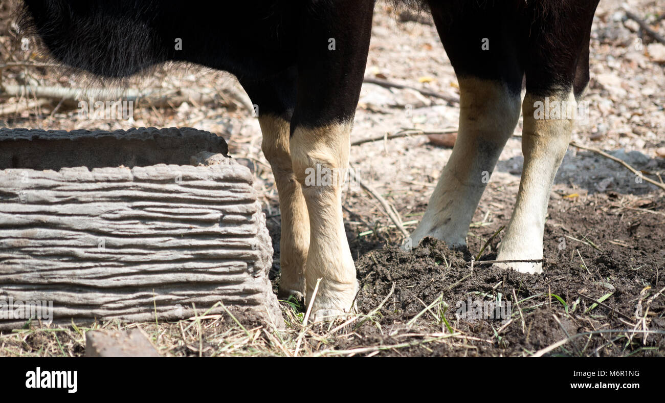 Close up shot of bull legs Stock Photo - Alamy