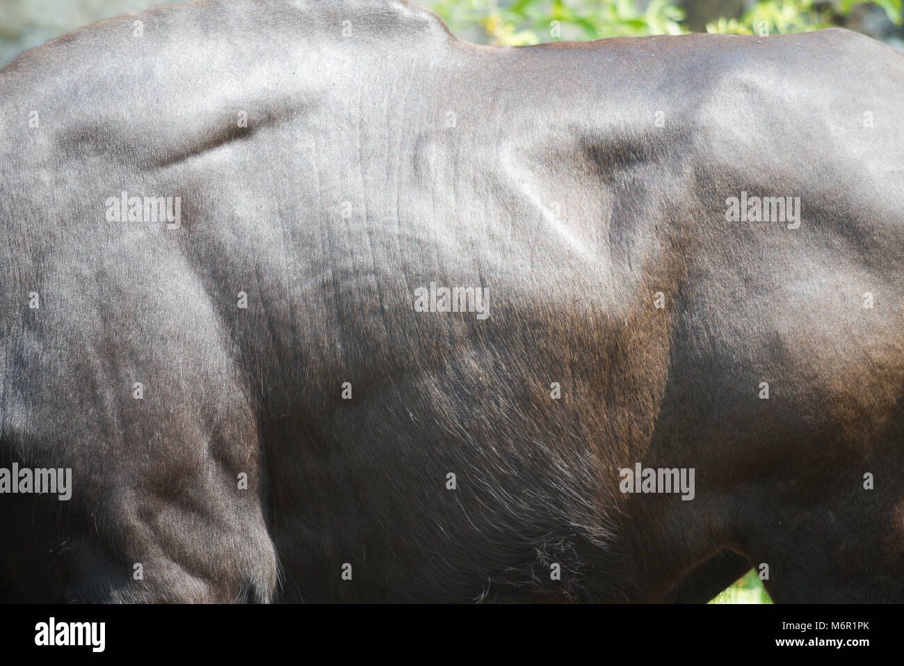 Bull skin background Stock Photo - Alamy