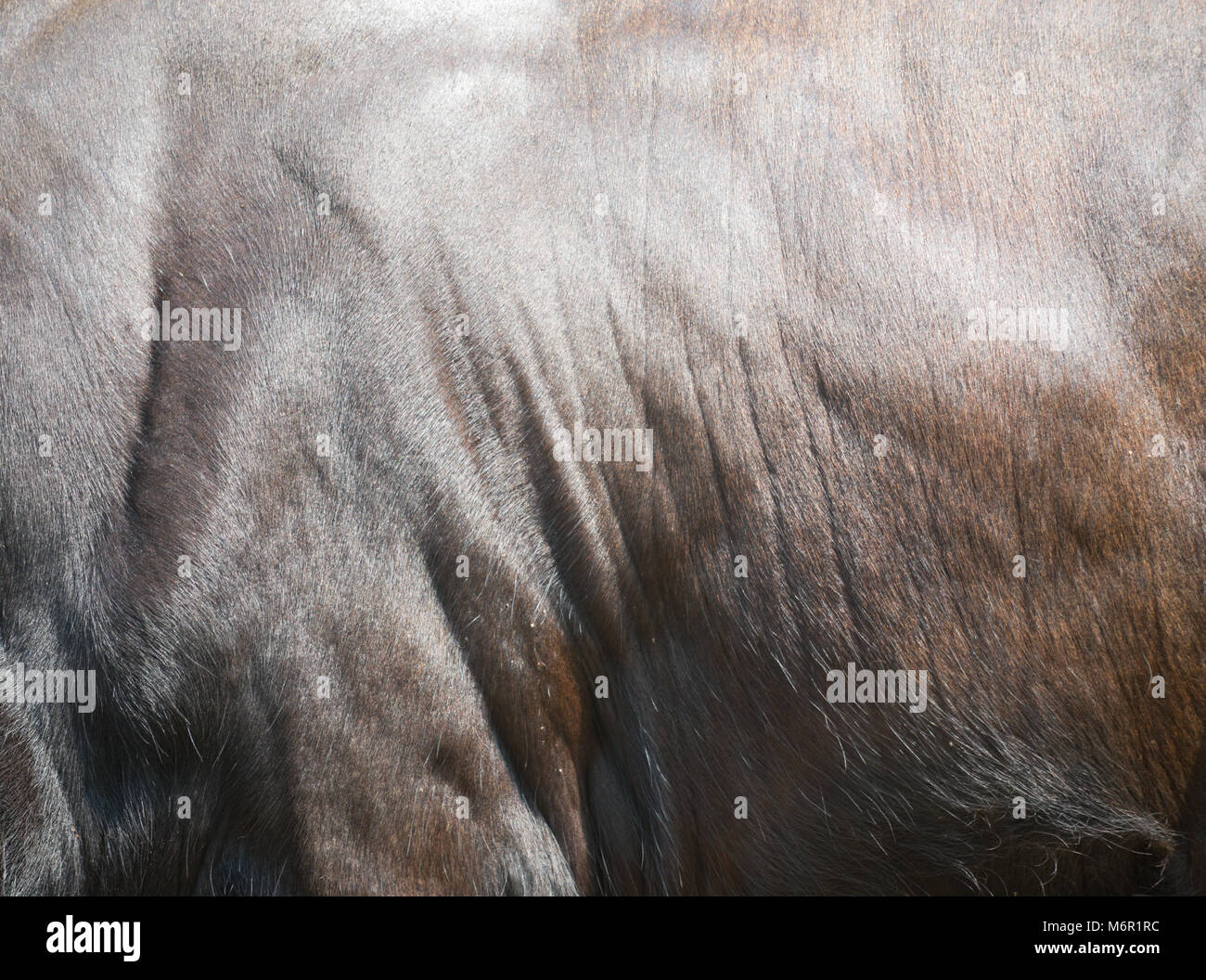 Bull skin background Stock Photo - Alamy